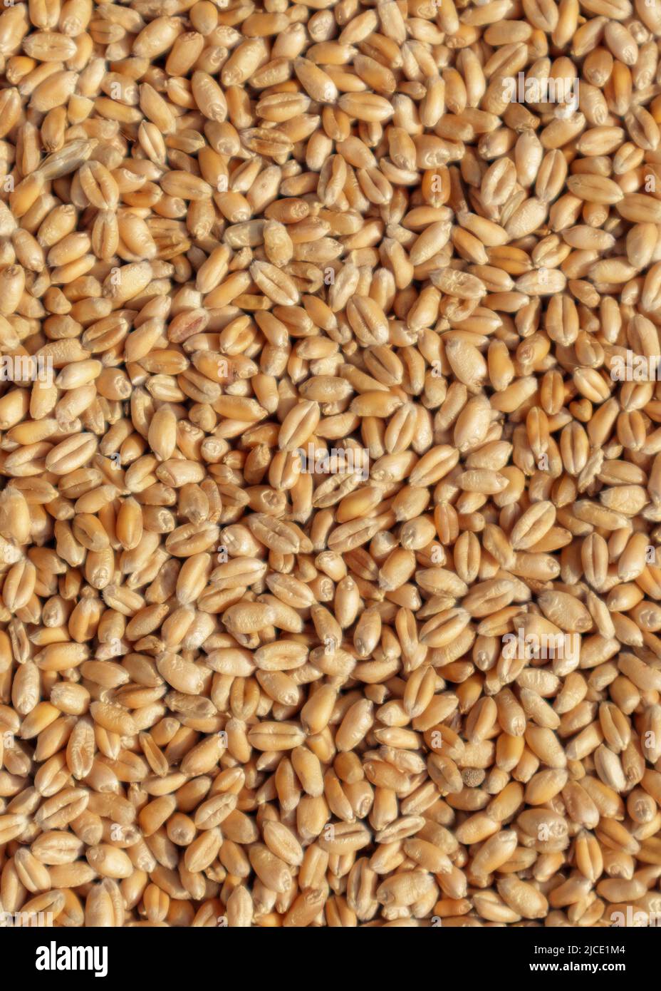 Wheat grains texture, top view. Closeup of harvest of ripe golden wheat ...