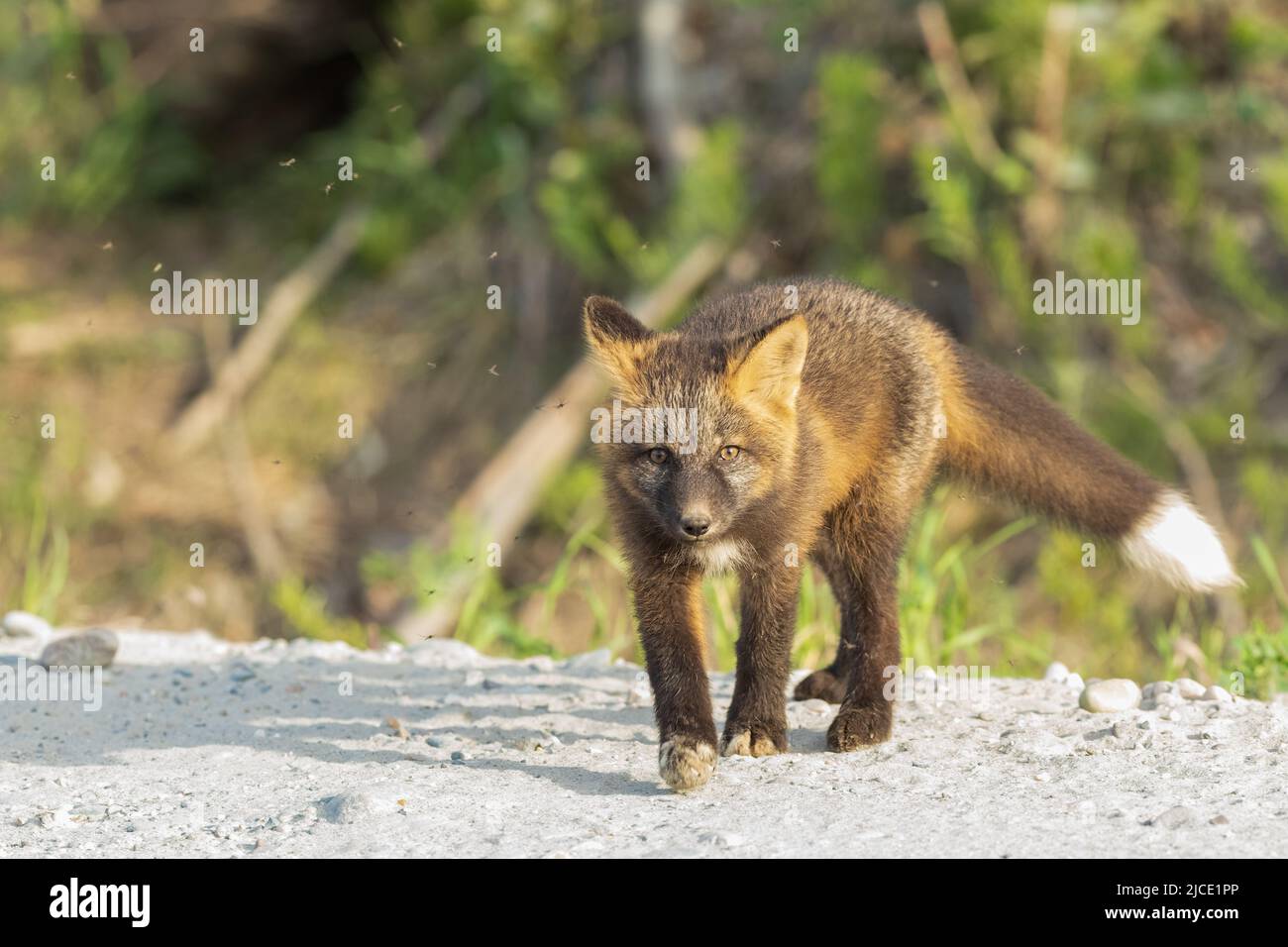 A Red Cross Fox Kit in Alaska Stock Photo - Alamy