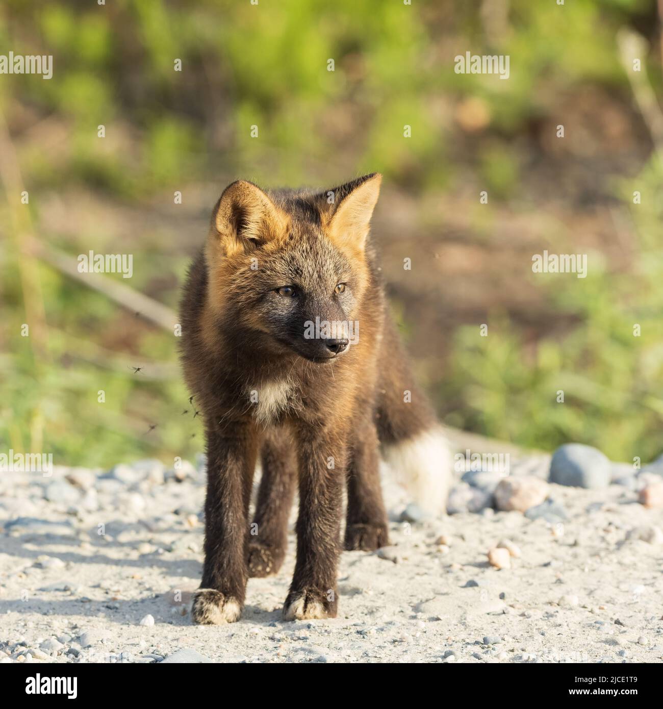 A Red Cross Fox Kit in Alaska Stock Photo - Alamy