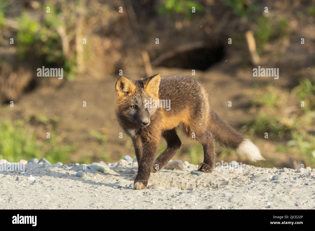 A Red Cross Fox Kit in Alaska Stock Photo - Alamy