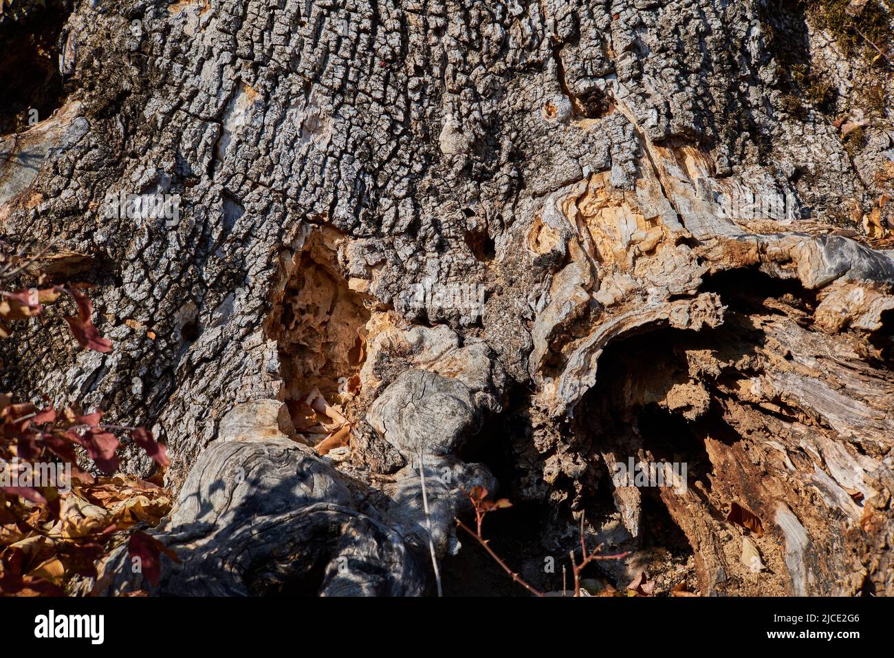 Abstract photo of tree hi-res stock photography and images - Alamy