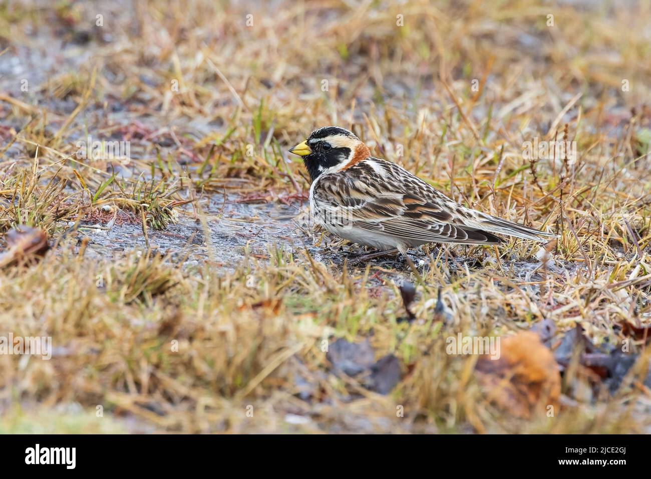 Lapland Longspur Migrating Through Fairbanks Alaska Stock Photo - Alamy