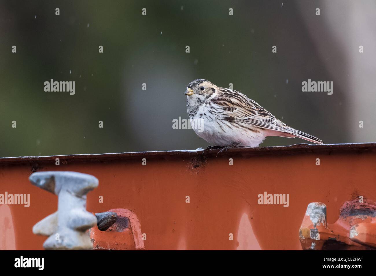 Lapland Longspur Migrating Through Fairbanks Alaska Stock Photo - Alamy