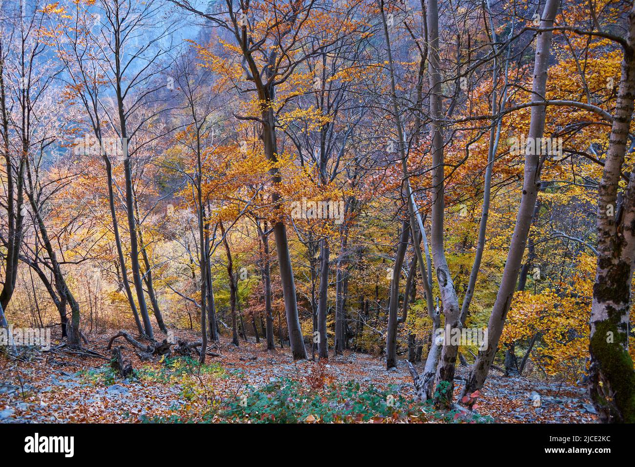 Domogled cerna hi-res stock photography and images - Alamy