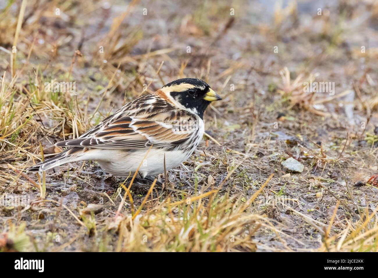 Lapland Longspur Migrating Through Fairbanks Alaska Stock Photo - Alamy