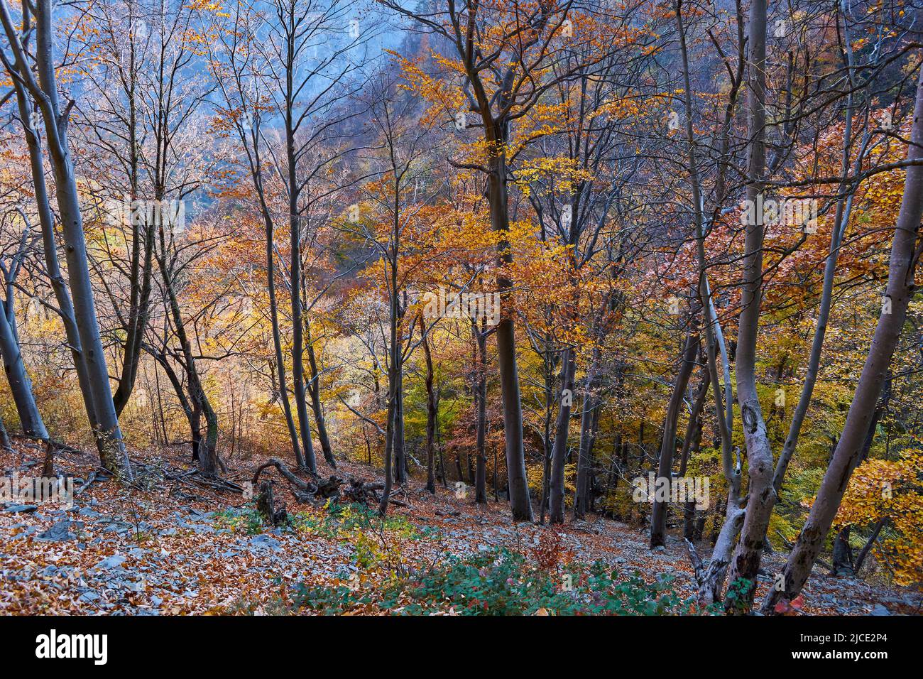 Autumn landscape from Cerna Mountains Romania Stock Photo - Alamy