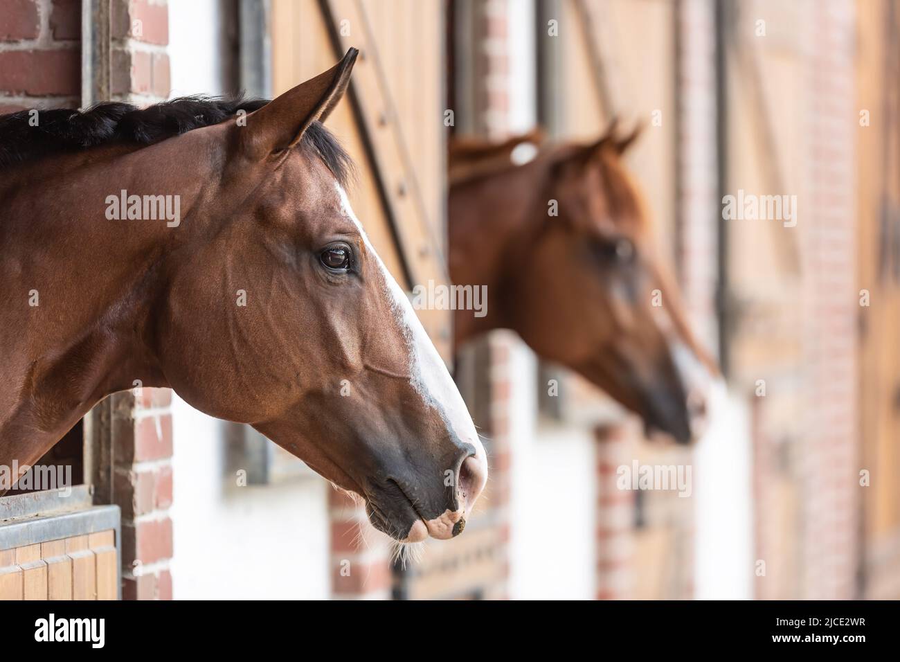 Two paint horses' heads looking out of heir stands in the stable Stock ...