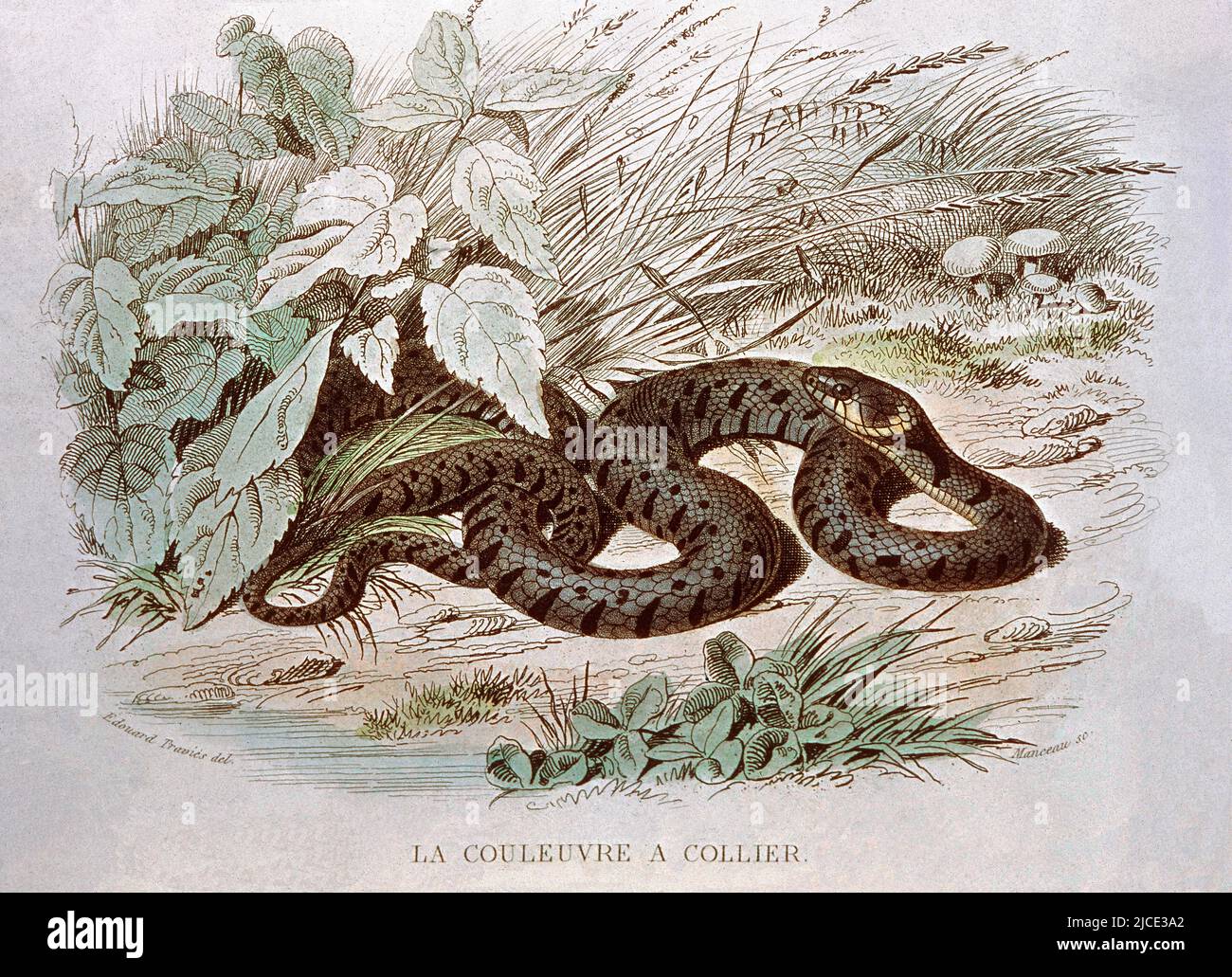 GRABADO-CULEBRA DE COLLAR(CONJUNTO CON VIBORA DE LANZA DE HIERRO EN Nº ...