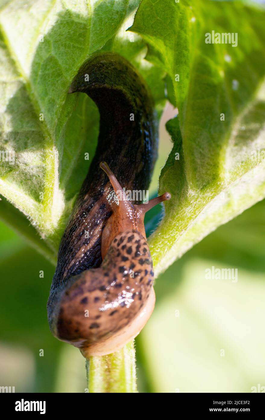 Limax maximus leaf hi-res stock photography and images - Alamy