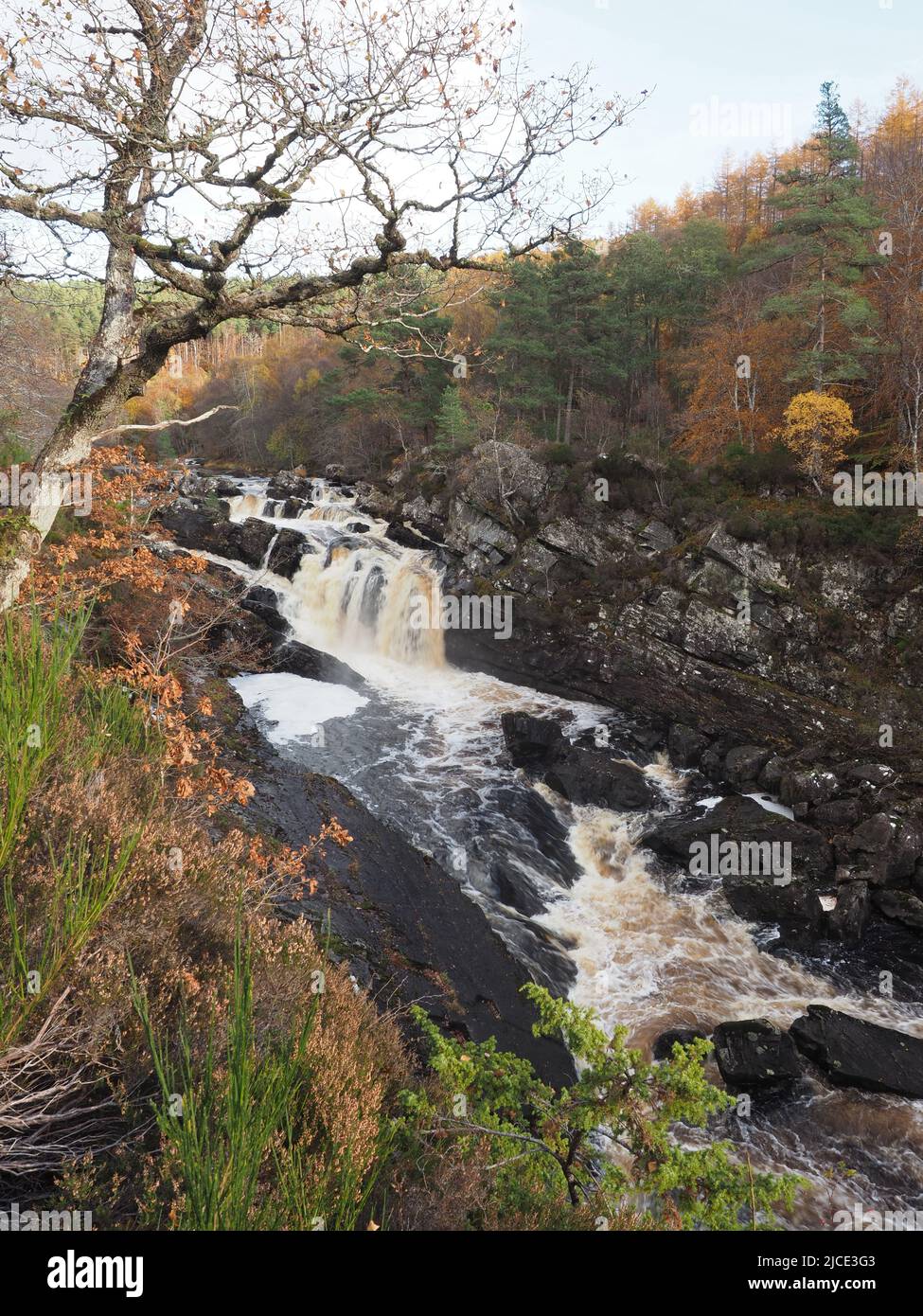 A late autumn day at Rogie Falls, with the larch and pine trees in ...