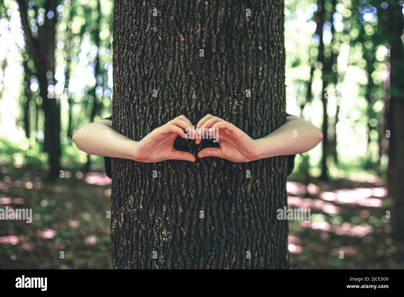 Women's hands hug a tree in the forest, love for nature Stock Photo - Alamy