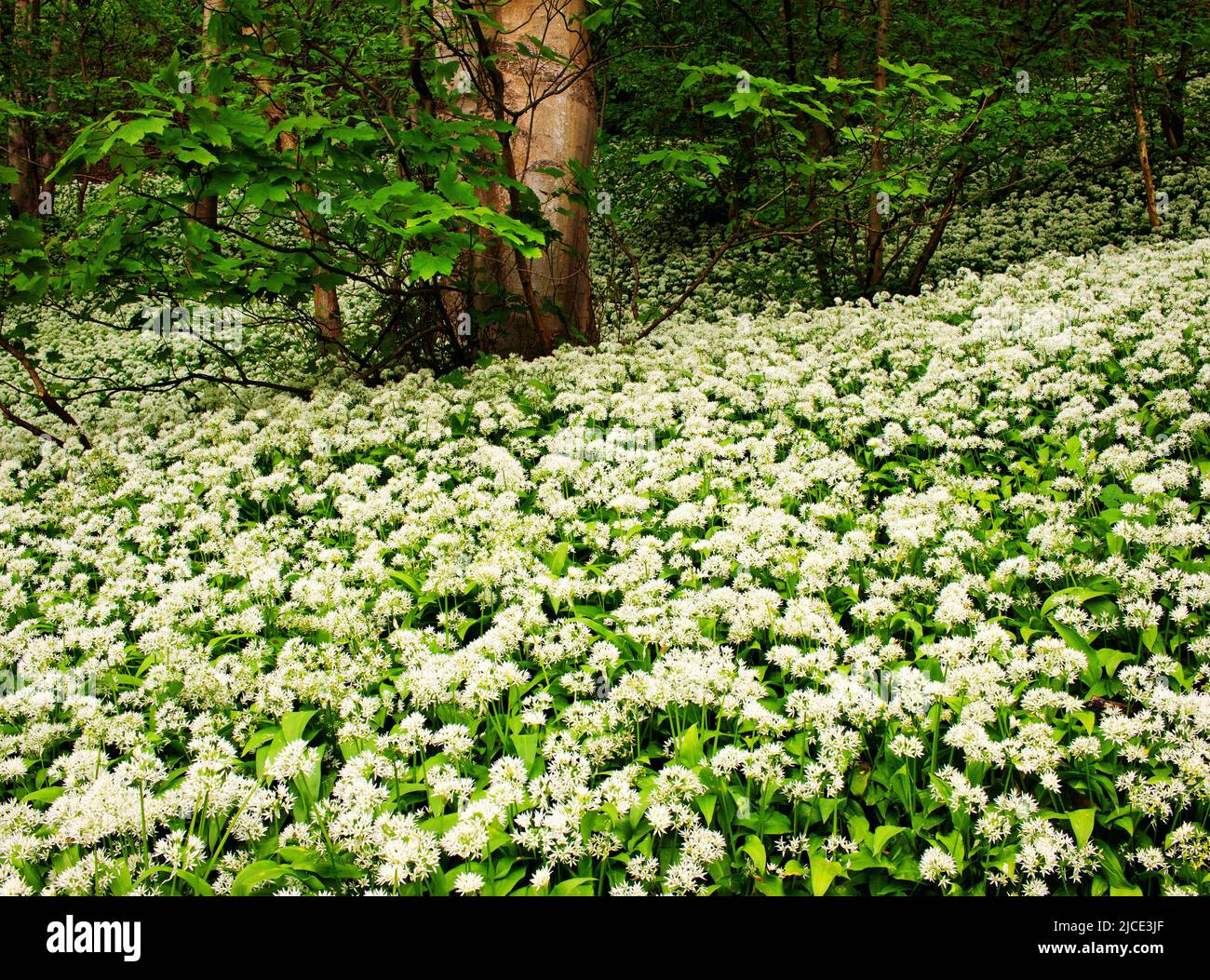 A cluster of wild garlic below a tree trunk in natural woodland Stock ...