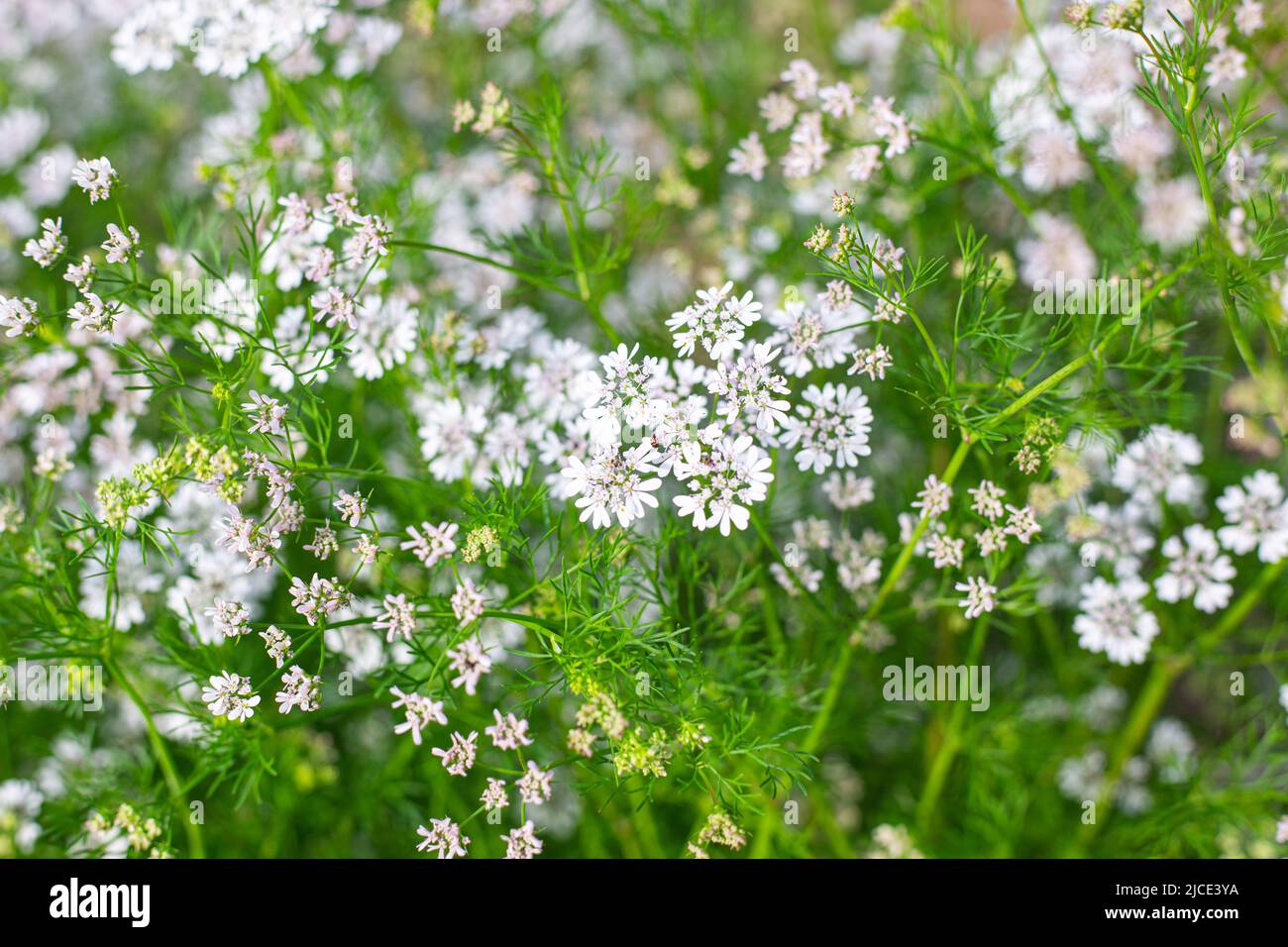 small white inflorescences of coriander herb flowers. Natural vegetable ...