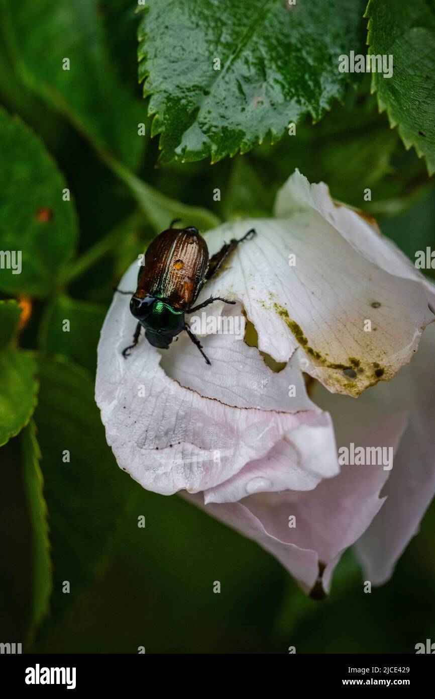 Garden beetle hi-res stock photography and images - Alamy