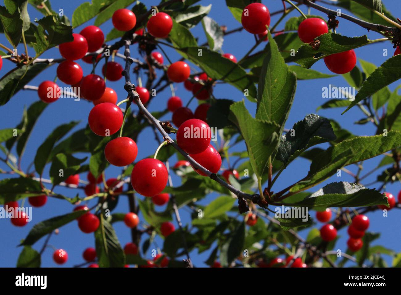 Dwarf cherry fruits, Italian taste and flavor Stock Photo - Alamy