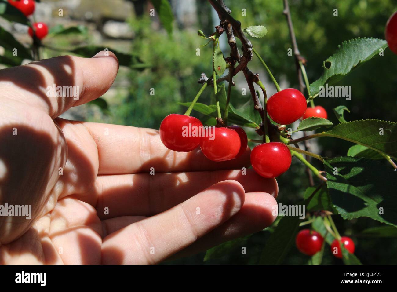 Dwarf cherry tree hi-res stock photography and images - Alamy