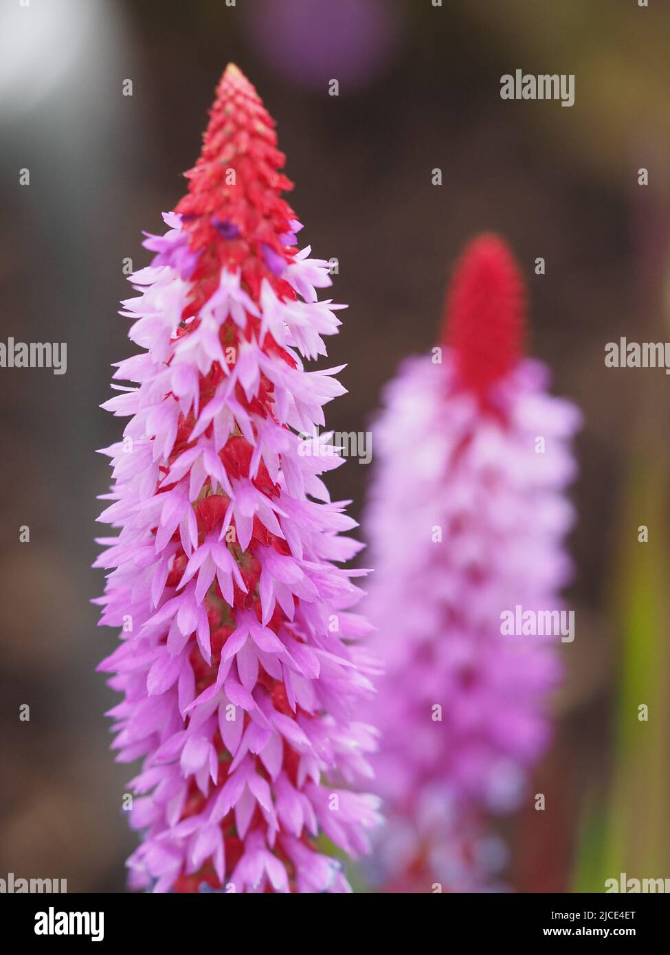 Orchid or Chinese Pagoda Primrose Stock Photo - Alamy