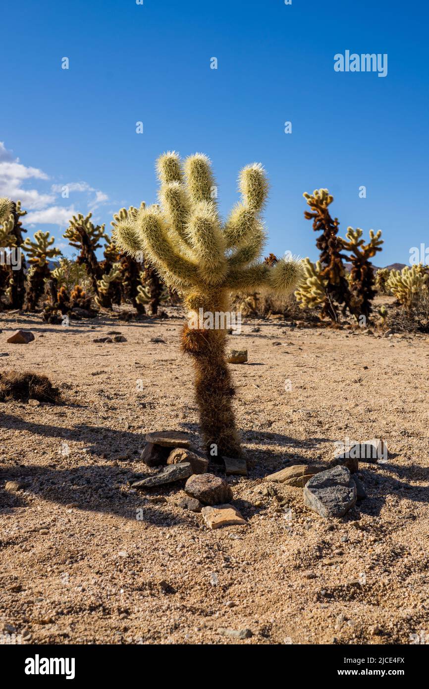 Joshua and beautiful rocks hi-res stock photography and images - Alamy