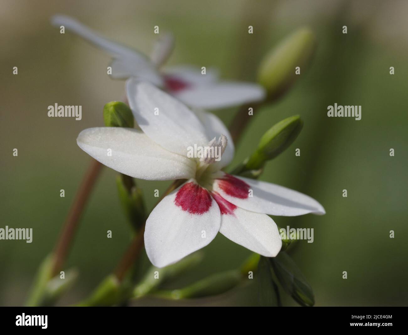 Freesia laxa hi-res stock photography and images - Alamy
