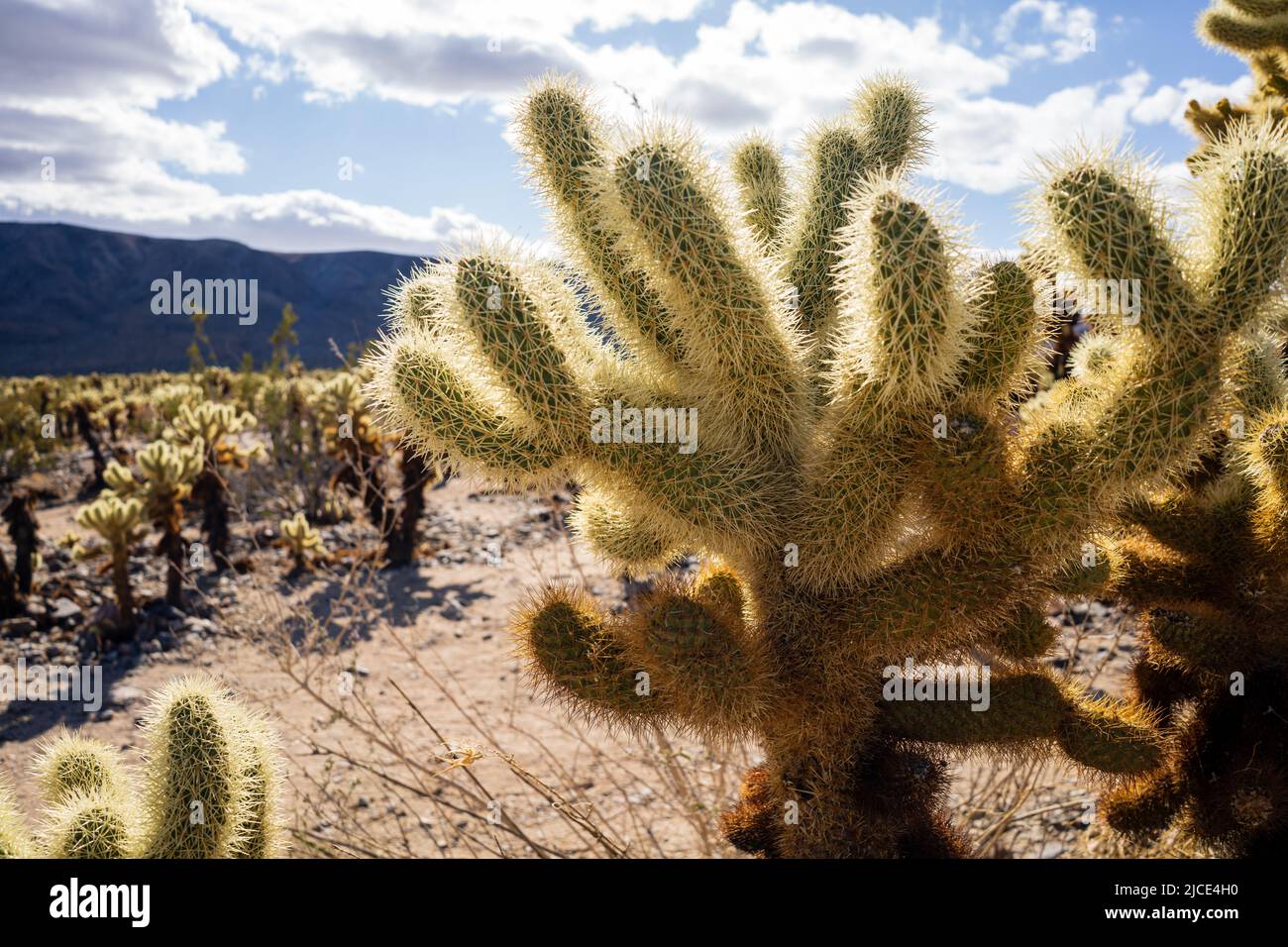 Visit joshua tree hi-res stock photography and images - Alamy
