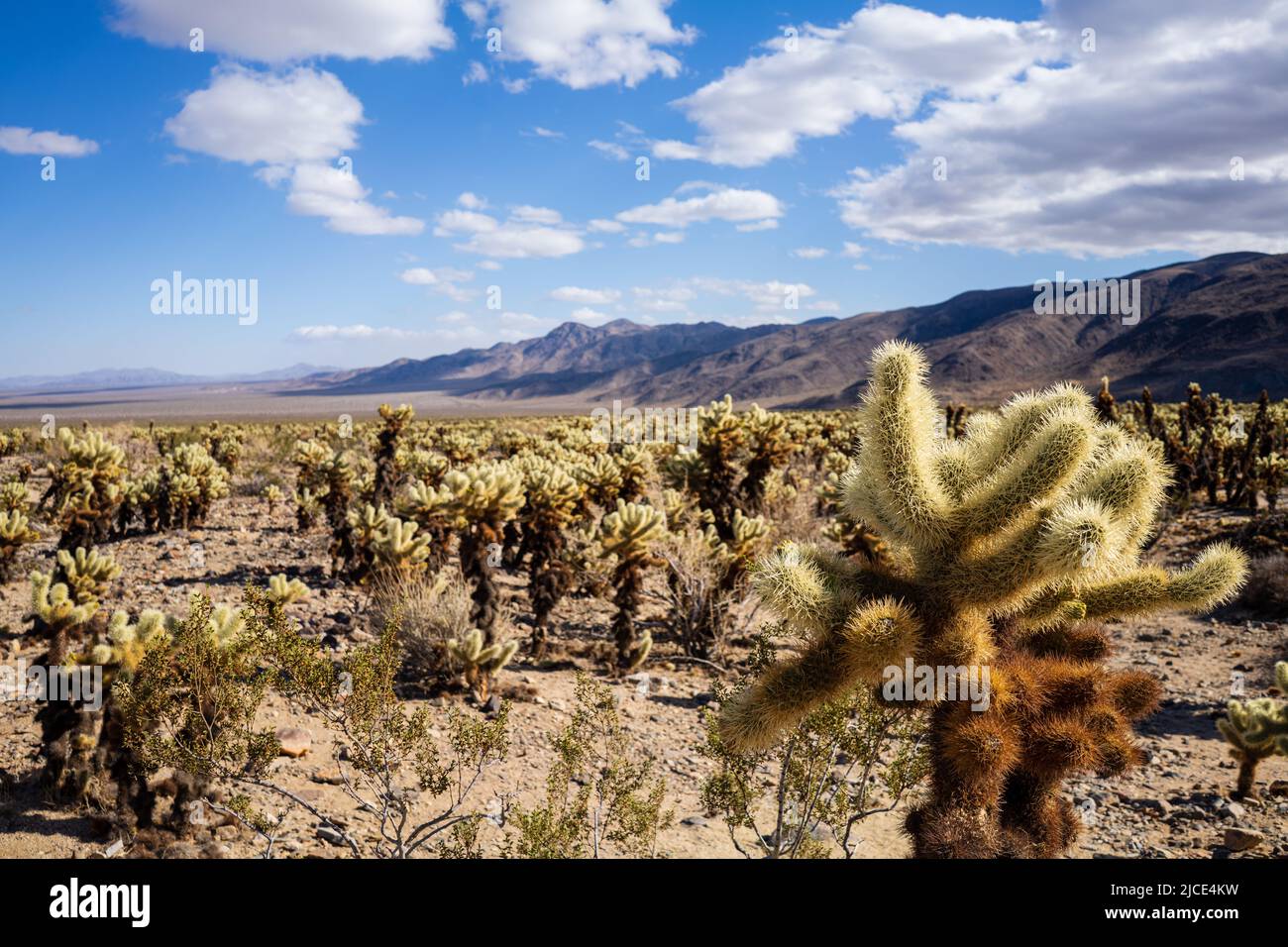 Scenery nature joshua tree hi-res stock photography and images - Alamy