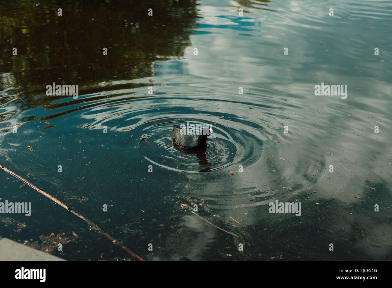One wild duck swims off into the distance on the lake late at night ...