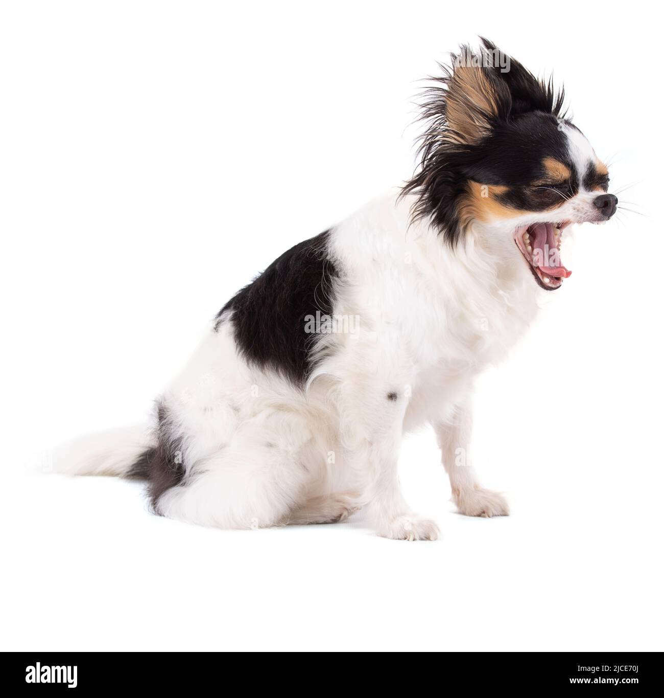 Chihuahua dog screaming on white background Stock Photo - Alamy