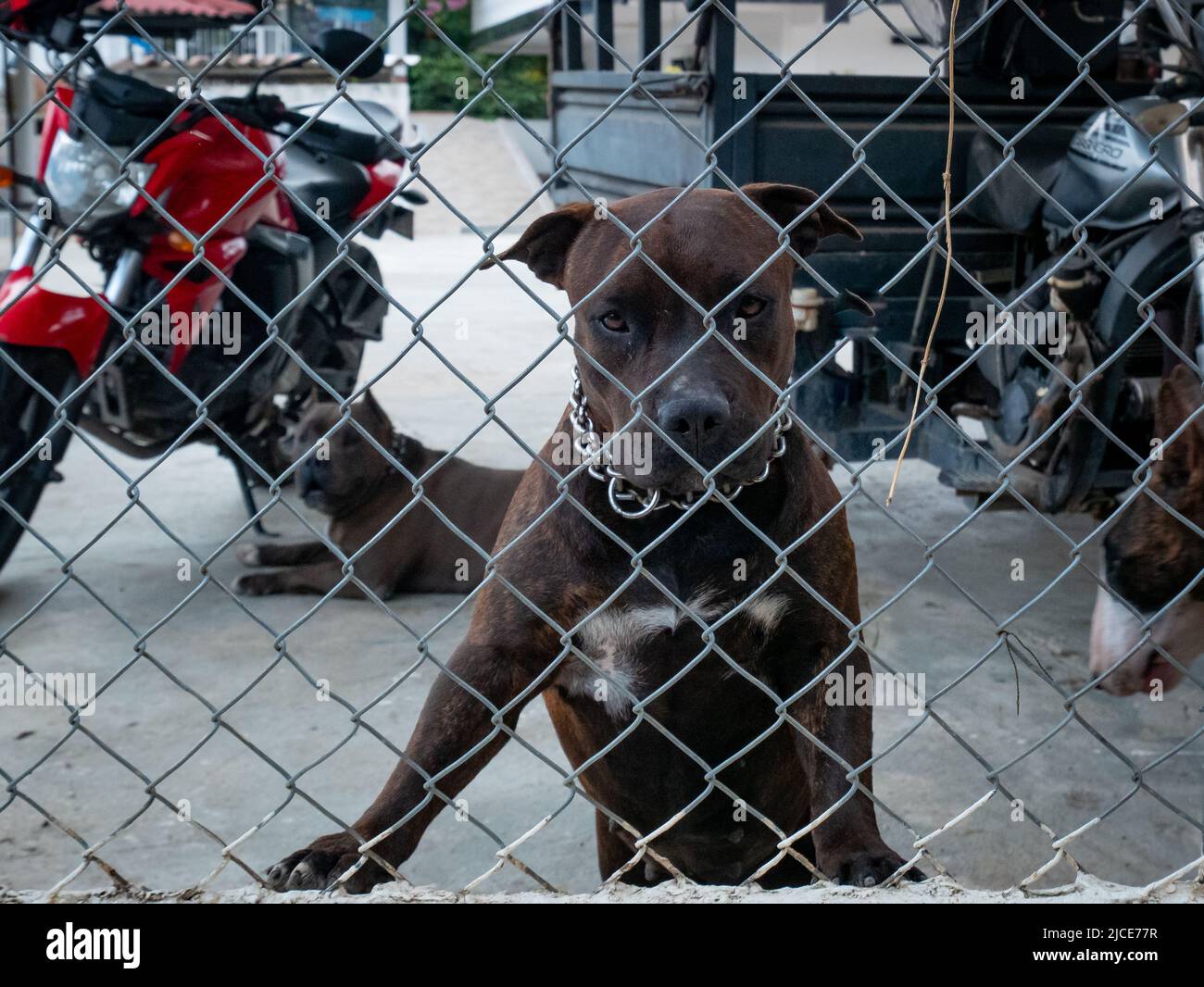 Pitt bull cage hi-res stock photography and images - Alamy