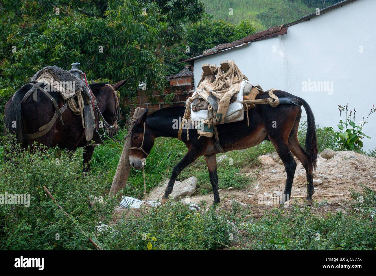 Exploitation of Animals, Pack Donkeys Tied to a Wooden Post Stock Photo ...