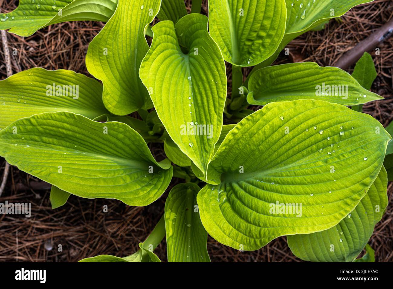 Leaves of Hosta ‘White Vision’ in Spring Stock Photo - Alamy