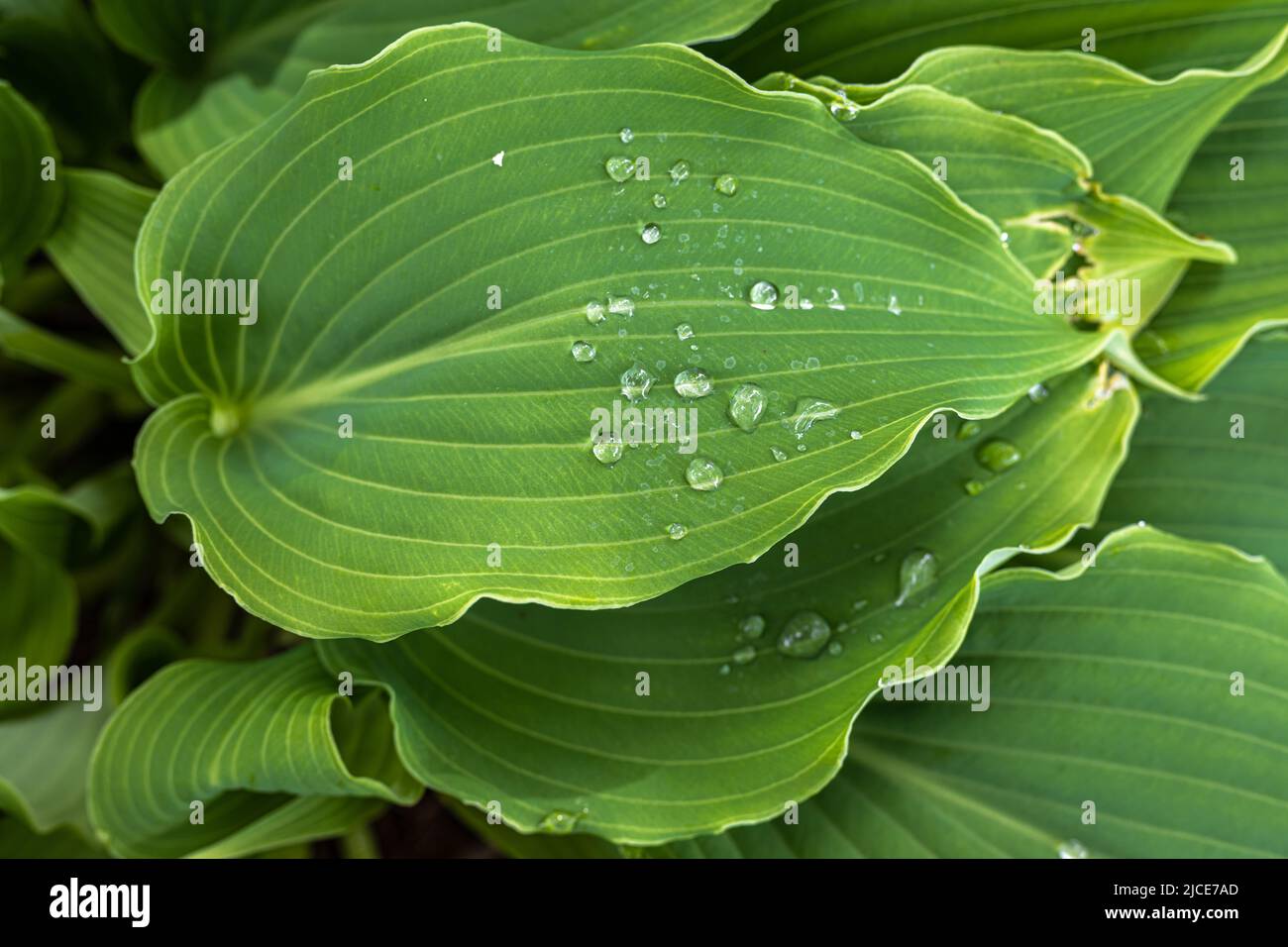 Leaves of Hosta ‘Invincible’ in Spring Stock Photo - Alamy