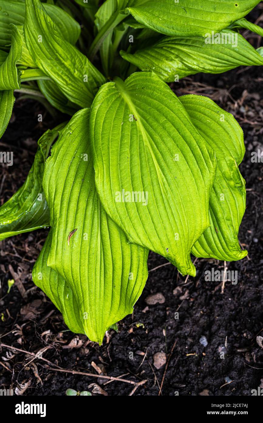 Leaves of Hosta ‘Shimmy Shake’ in Spring Stock Photo - Alamy