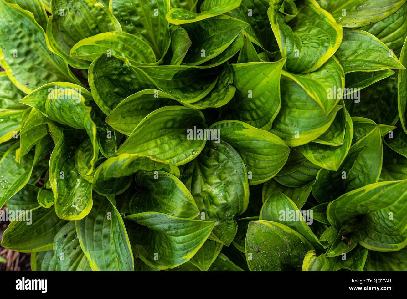 Leaves of Hosta ‘Rise and Shine’ in Spring Stock Photo - Alamy