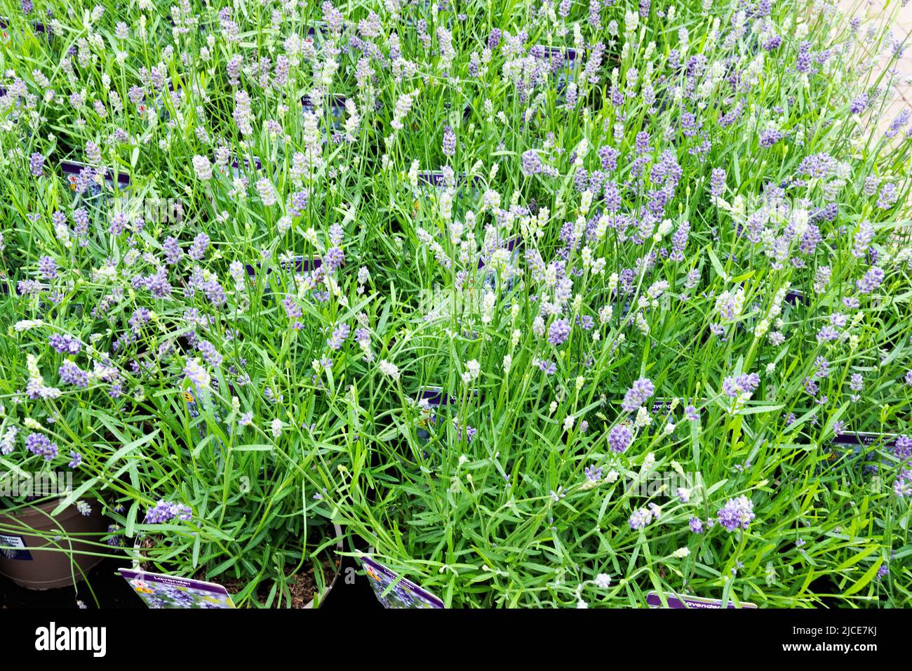 Hidcote hi-res stock photography and images - Alamy