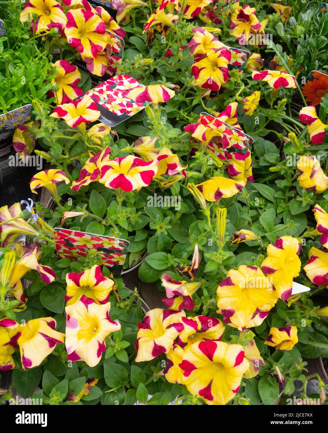 A display of Petunia amore Queen of Hearts plants for sale in a North ...