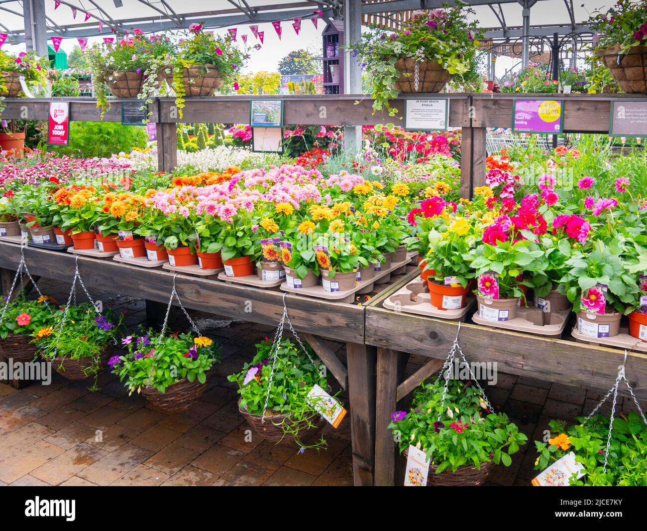 A garden centre display of spring flower plants for sale Stock Photo ...