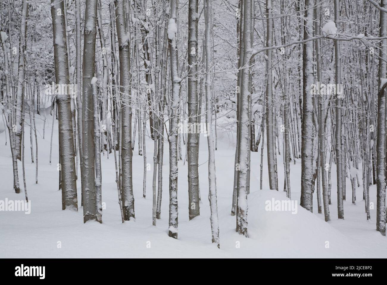 Silivery hi-res stock photography and images - Alamy