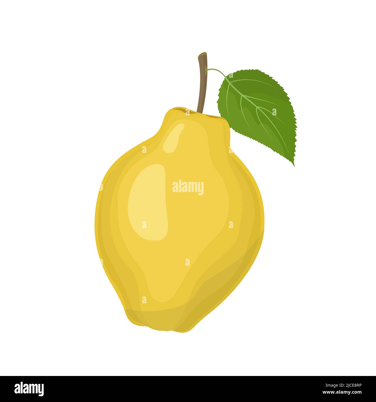 Quince with leaf, flat style vector illustration isolated on white ...