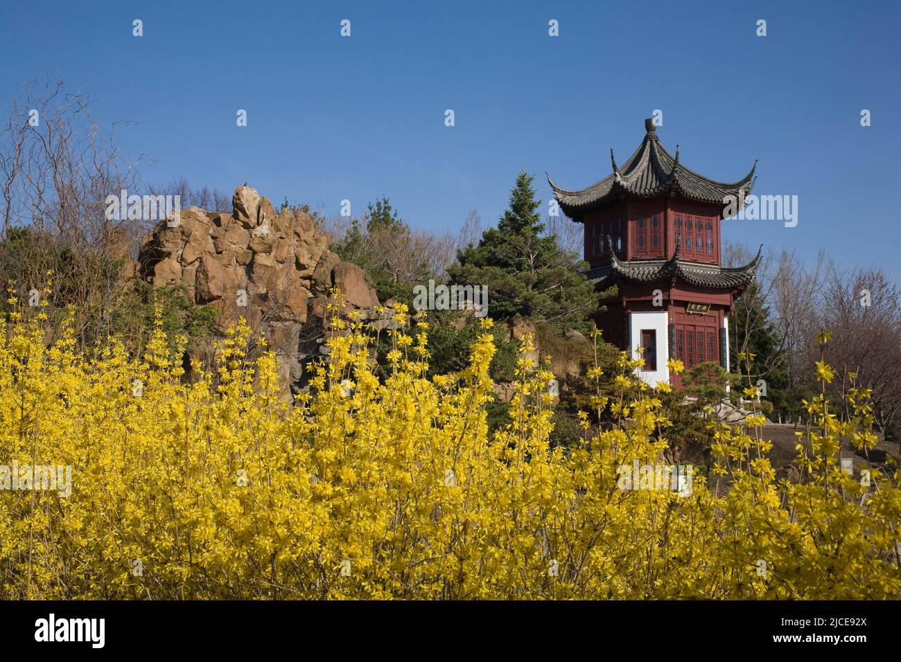 Forsythia 'Northern Gold' shrubs at Dream lake and Tower of Condensing ... Forsythia 'Northern Gold' shrubs at Dream lake and Tower of Condensing ...