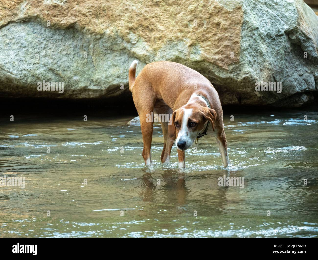 Big splash dog hi-res stock photography and images - Alamy