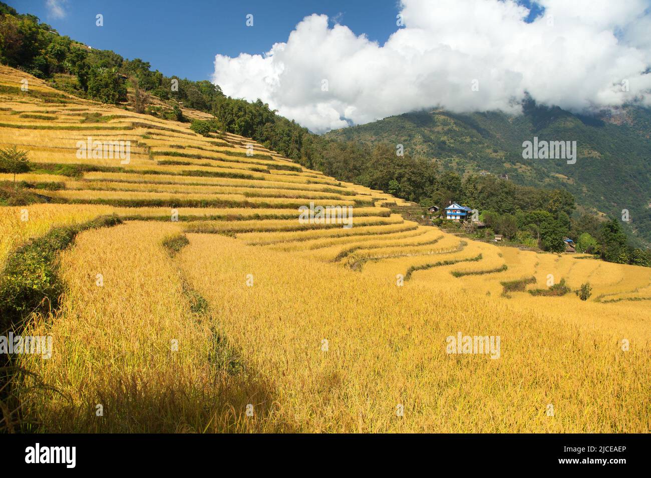 golden terraced rice or paddy fields in Nepal Himalayas mountains Stock ...