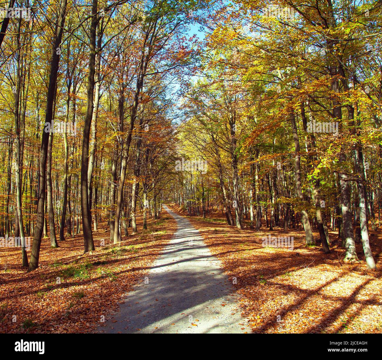 Autumn forest road in deciduous beech forest, Chriby, Czech Republic ...