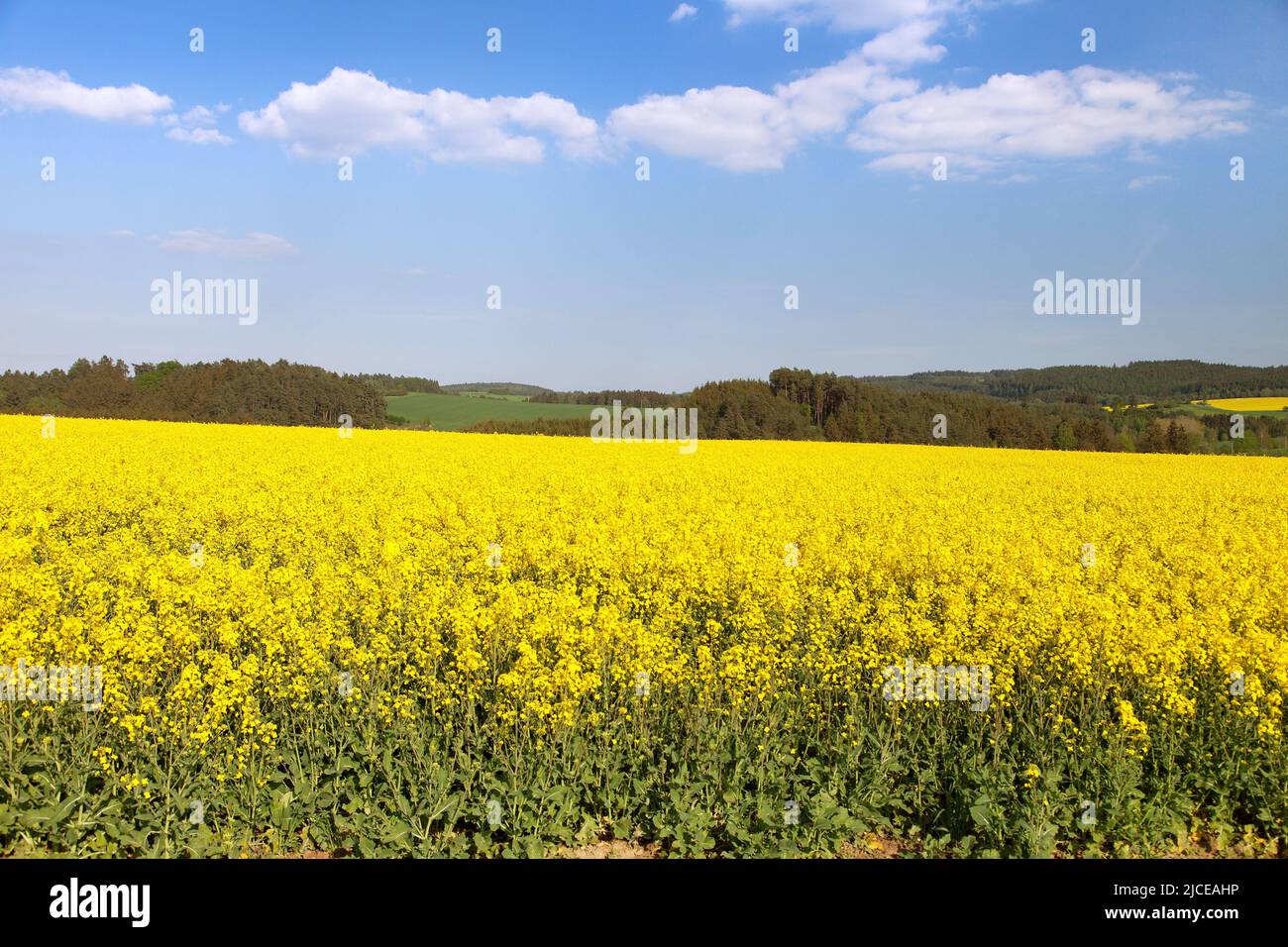 Rapeseed, canola or colza field in Latin Brassica Napus, rape seed is ...