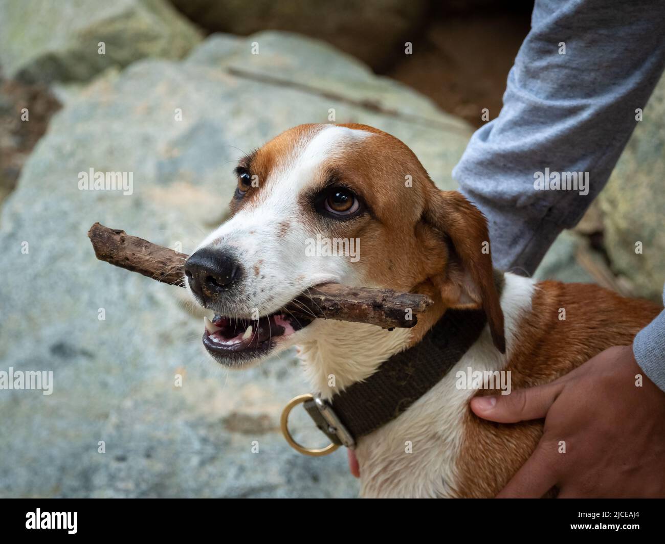 Brown and White Mixed Dog is Chewing on a Stick next to Some Big Rocks ...
