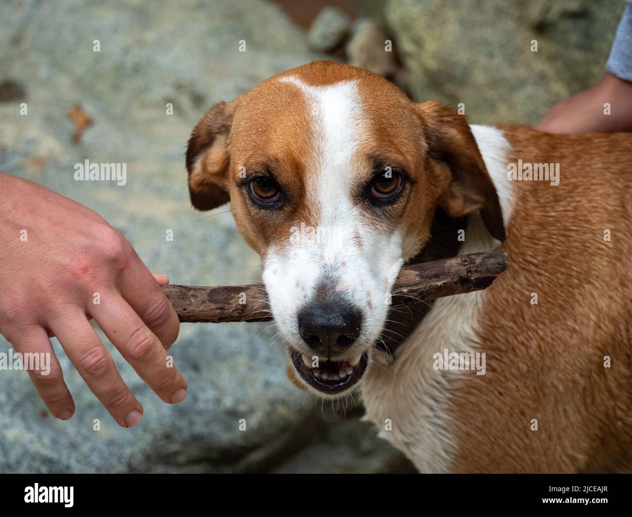 Brown and White Mixed Dog is Chewing on a Stick next to Some Big Rocks ...