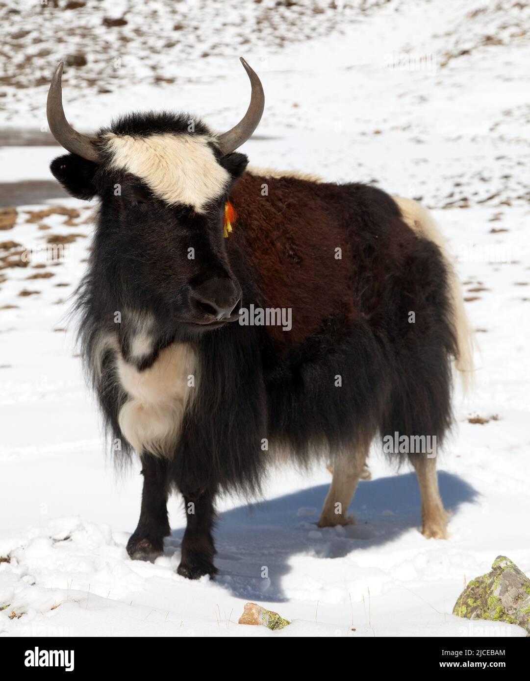 Black and white yak on snow background in Annapurna Area near Ice lake ...