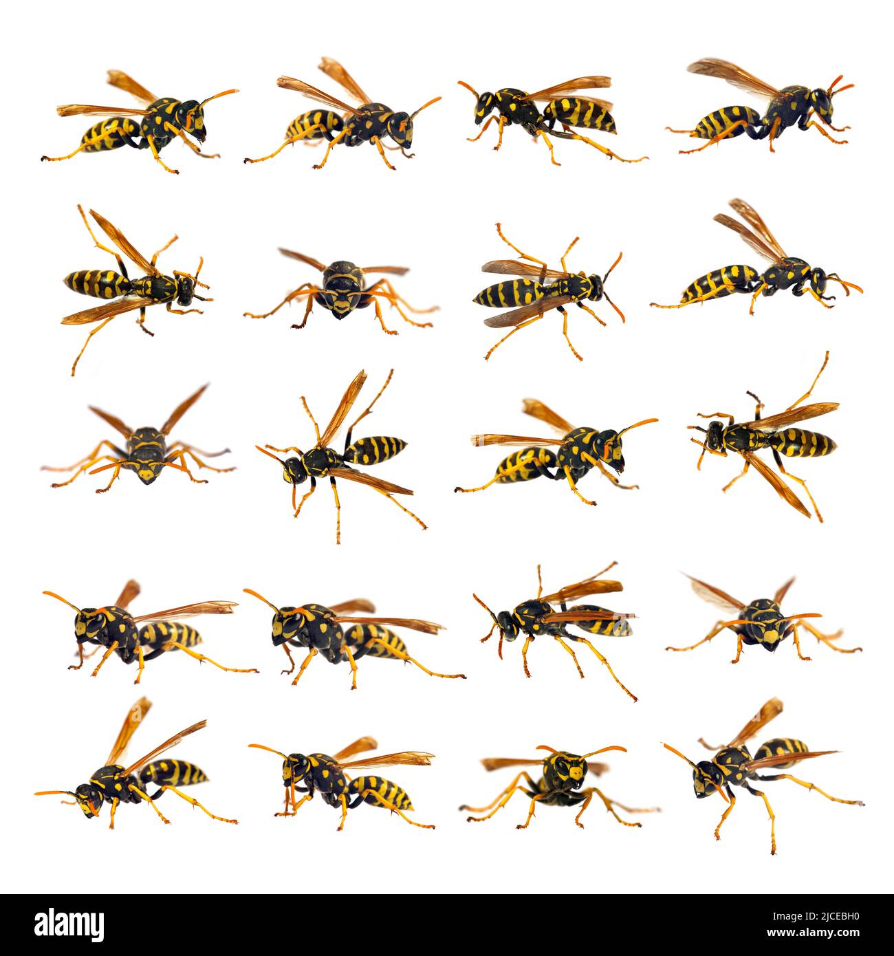 Set of European wasp German wasp or German yellow jacket isolated on ...