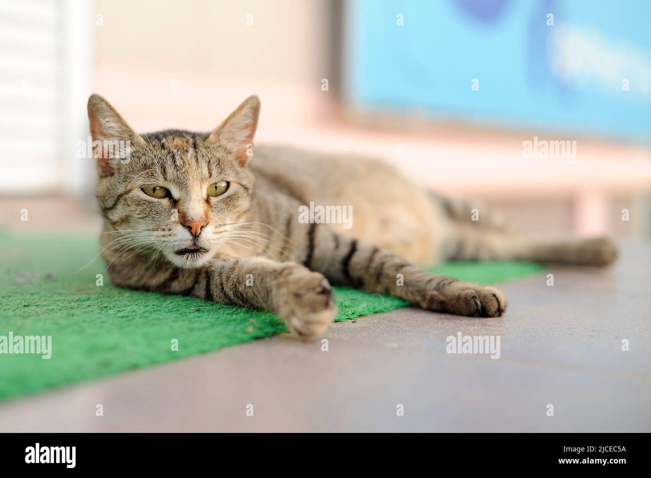 Stray sleeping tabby cat lying on green mat copyspace horizontal Stock ...