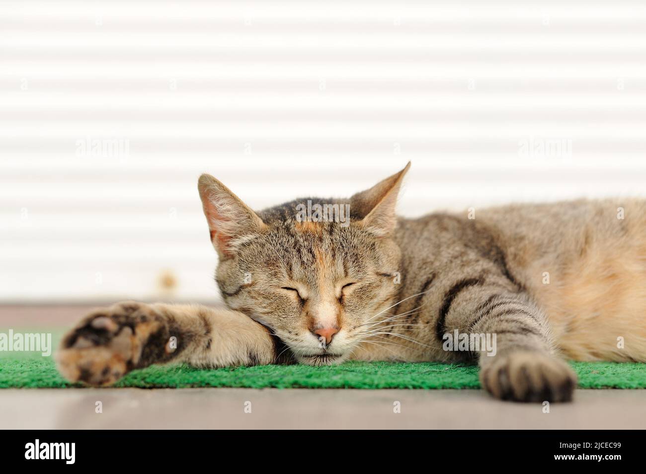Stray sleeping tabby cat lying on green mat copyspace horizontal Stock ...