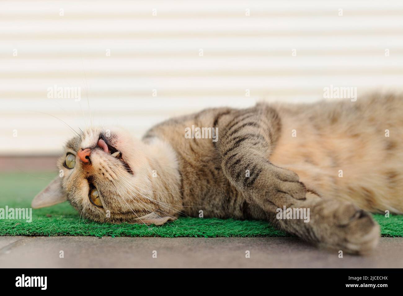 Stray sleeping tabby cat lying on green mat copyspace horizontal Stock ...
